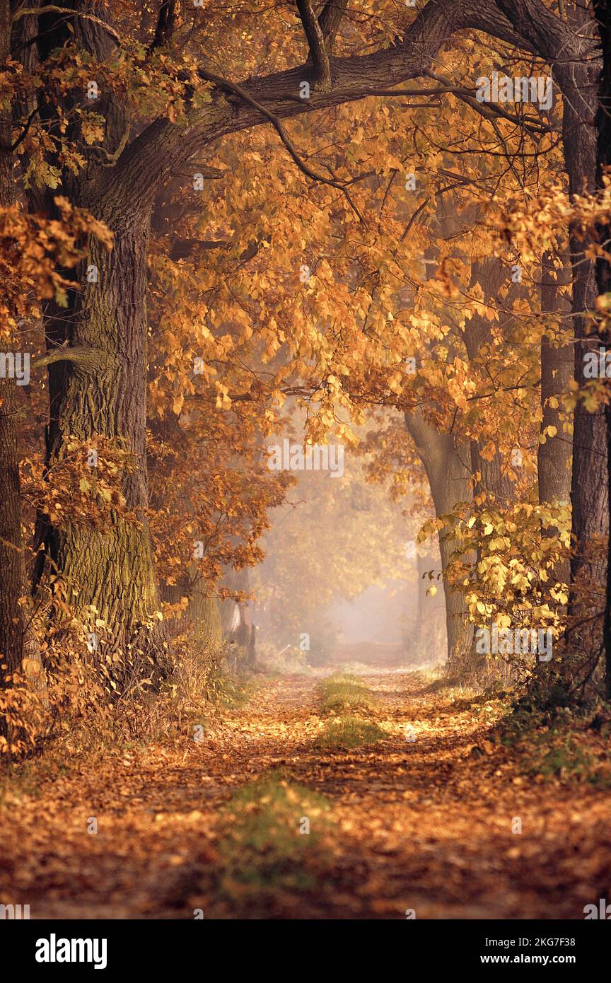 Autumn alley trees Stock Photo - Alamy
