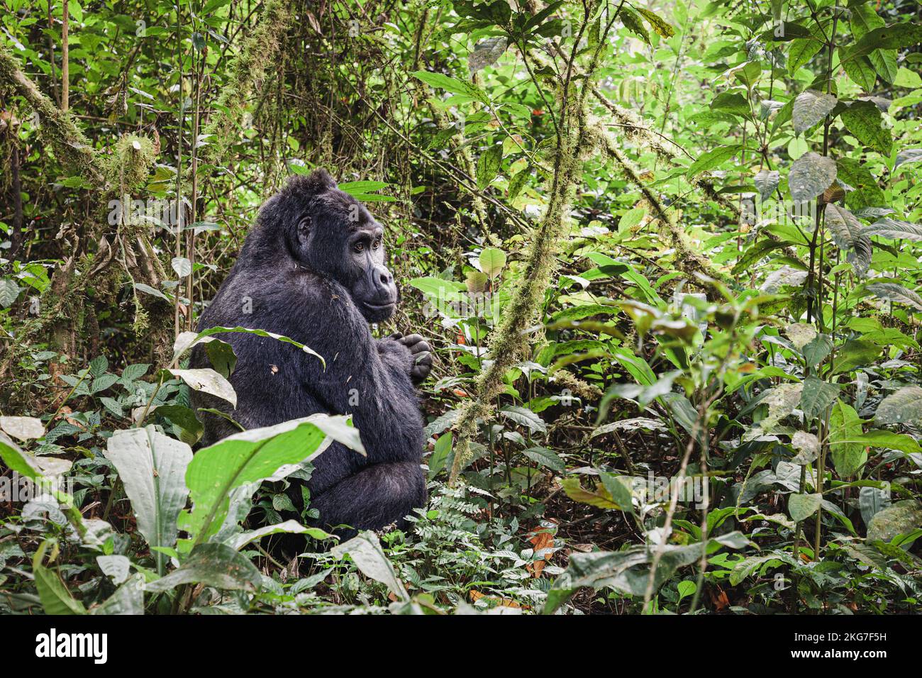 Mountain gorilla in Bwindi Impenetrable National Park, Uganda Stock ...