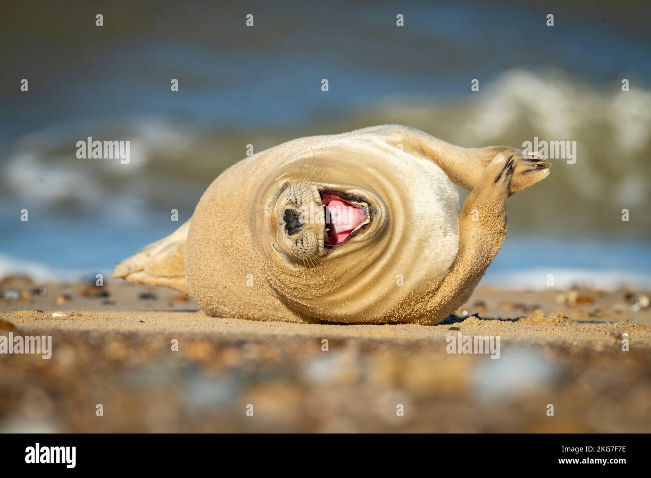 ADORABLE images show hilarious Grey seals appearing to laugh ...