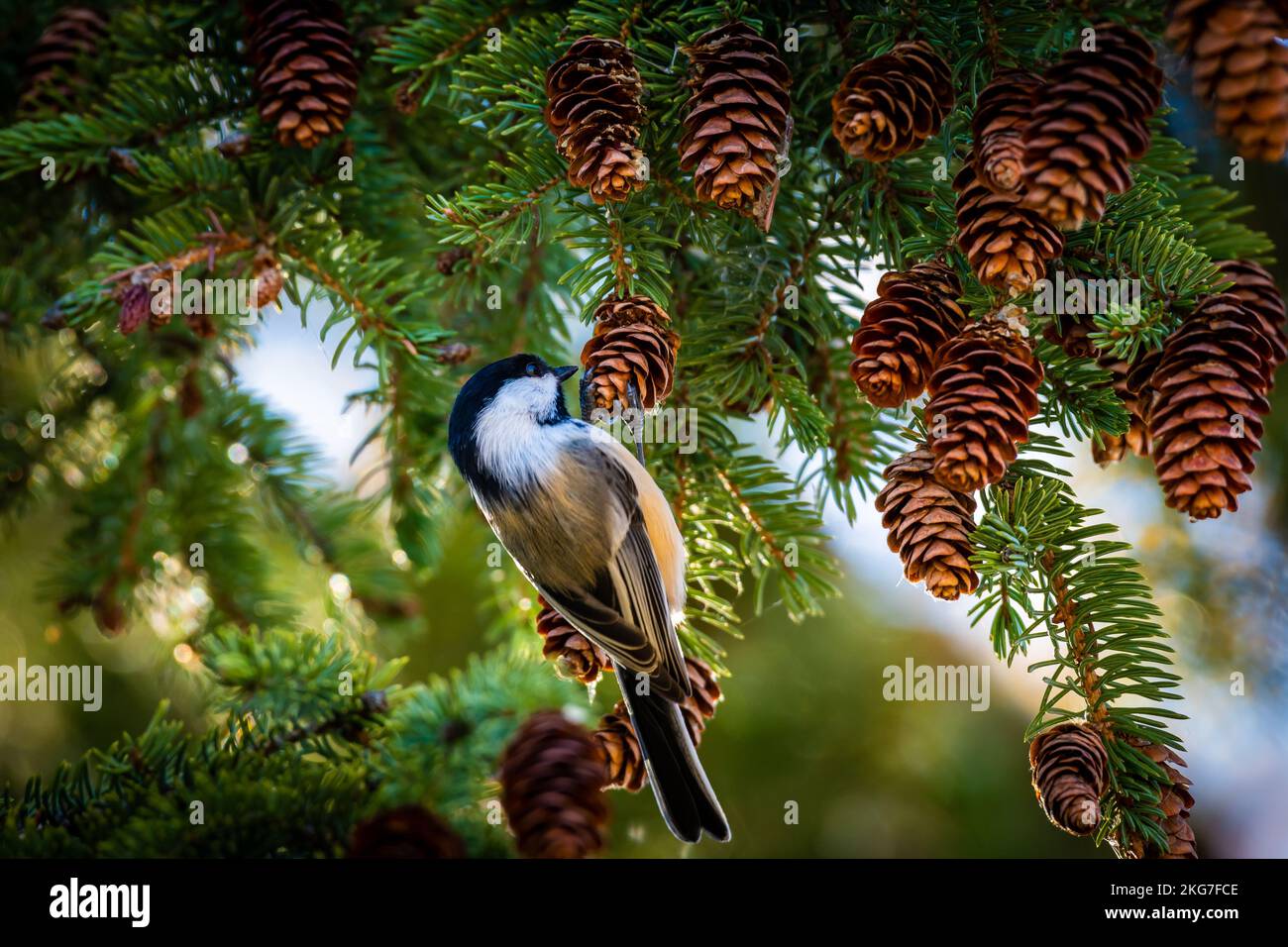 A closeup shot of a chickadee on a pinecone surrounded by pinecone ...