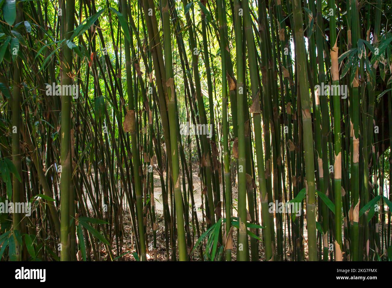 Green Bamboo in the Forest may be used as a Texture background ...