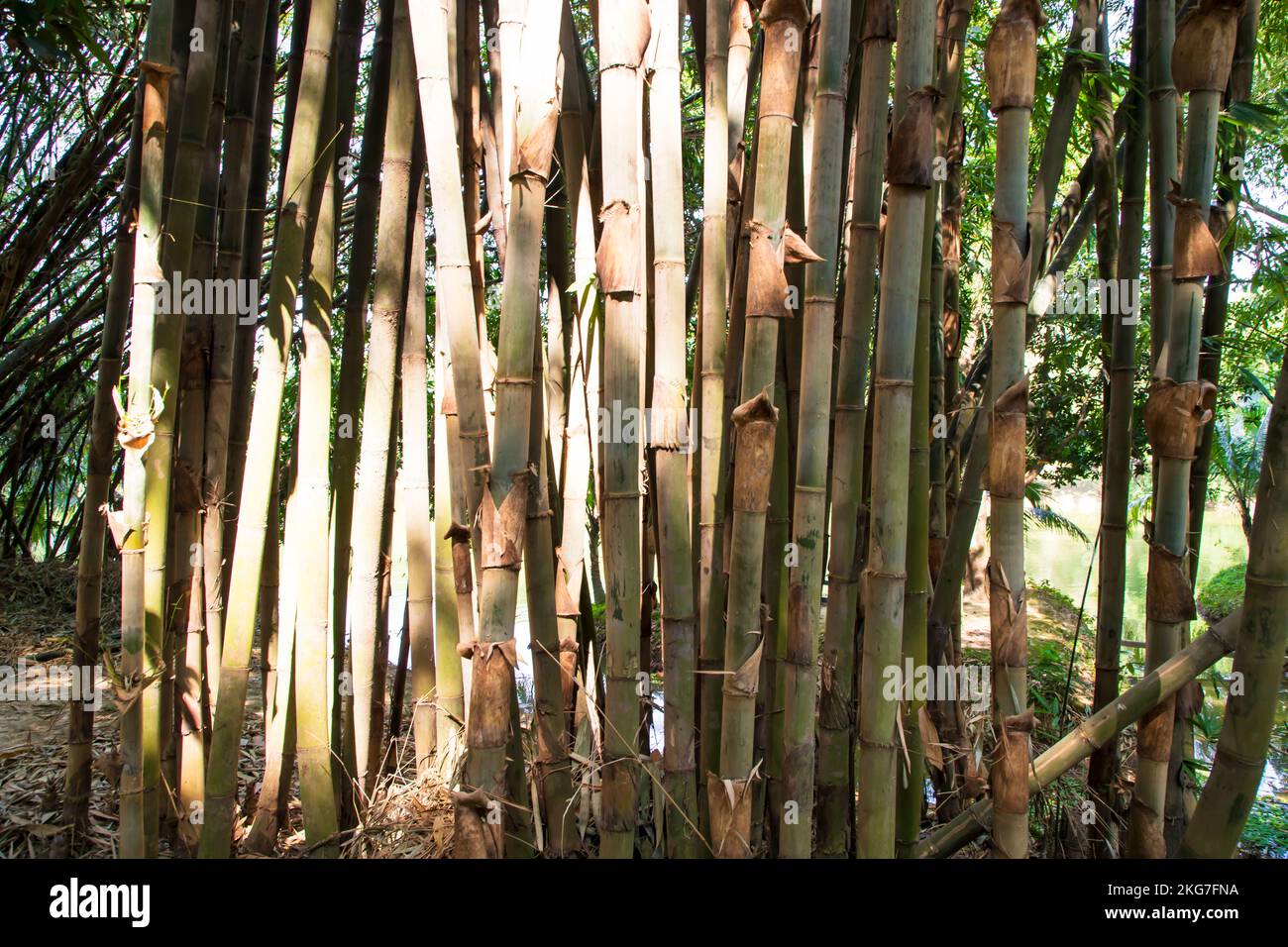 Green Bamboo in the Forest may be used as a Texture background ...