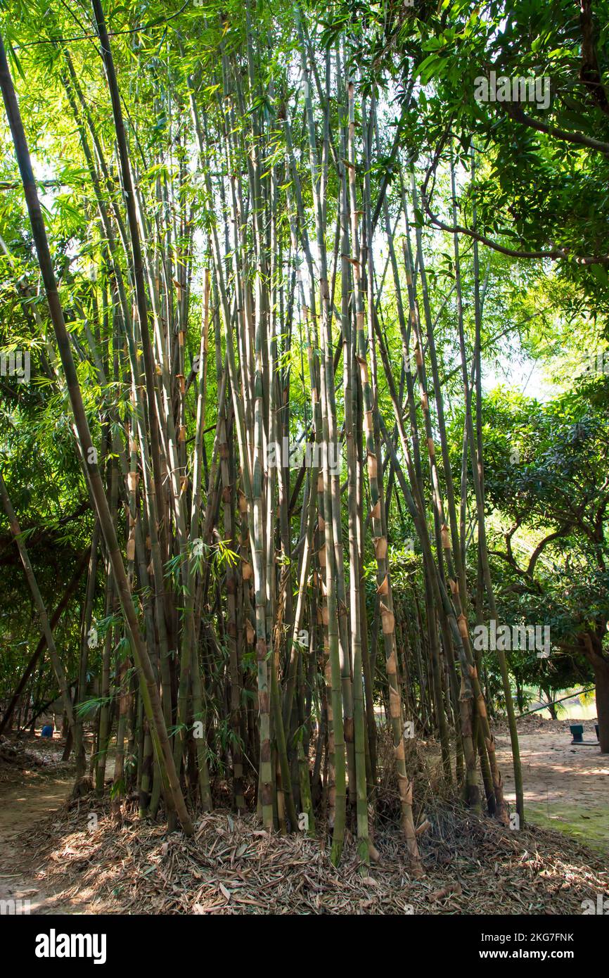Green Bamboo in the Forest may be used as a Texture background wallpaper Stock Photo - Alamy
