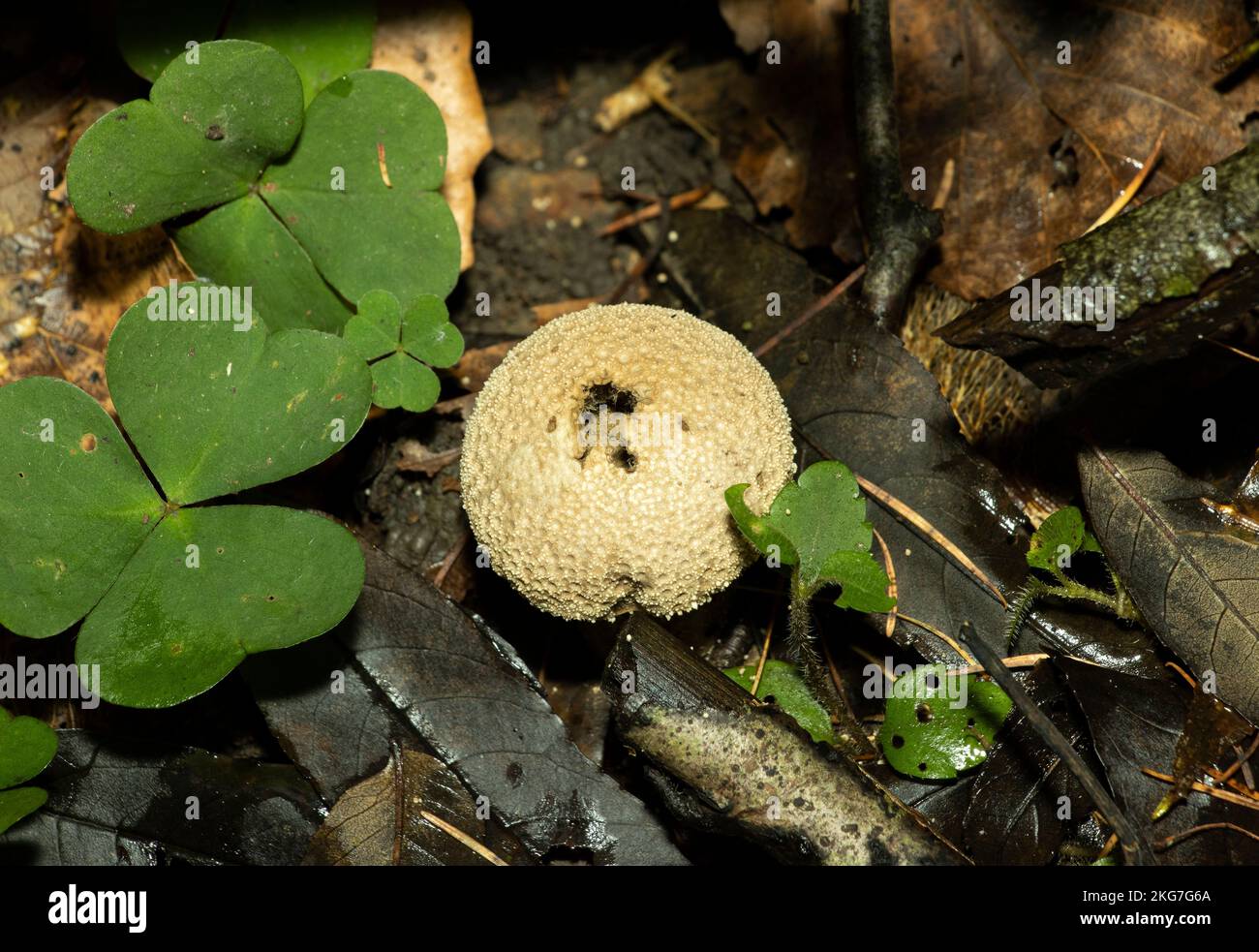 More common in the North of the UK, the Brown Puffball is more common ...
