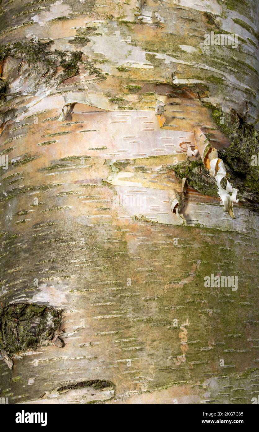 The distinctive pale and often peeling bark if the Silver Birch, a ...