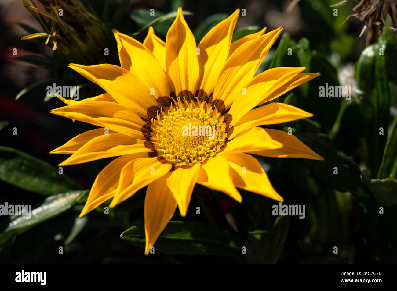 The Treasure Flower is a Gazania native to Southern Africa, which has ...