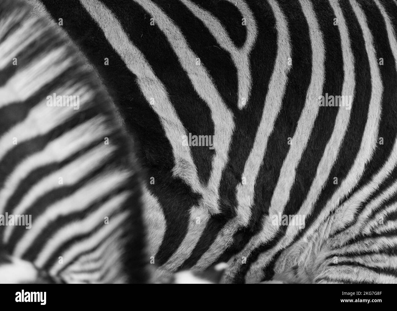 Zebra skin texture Stock Photo - Alamy