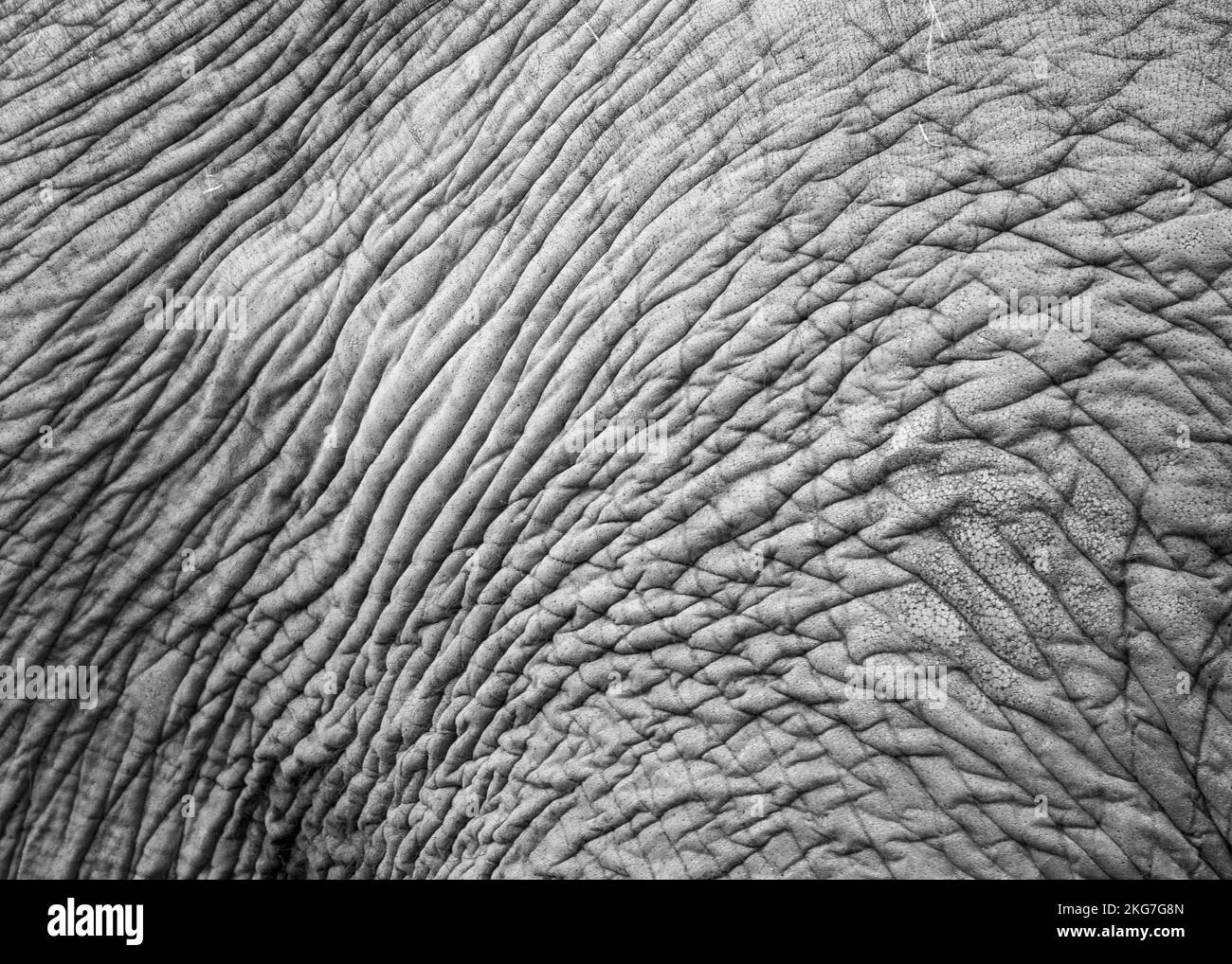 Elephant skin close-up Stock Photo - Alamy