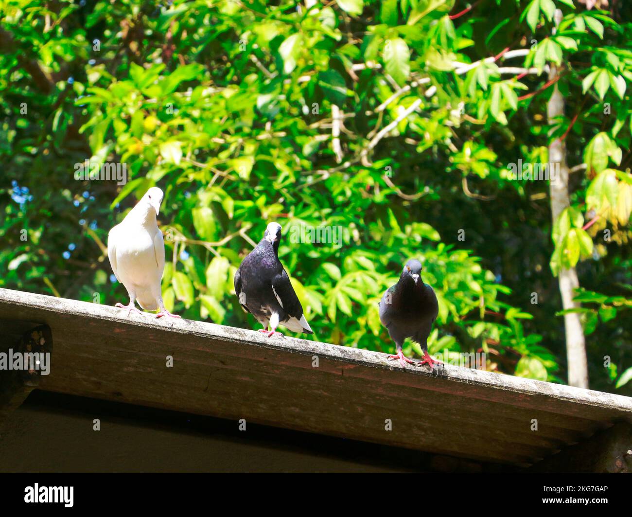 White peagon hi-res stock photography and images - Alamy