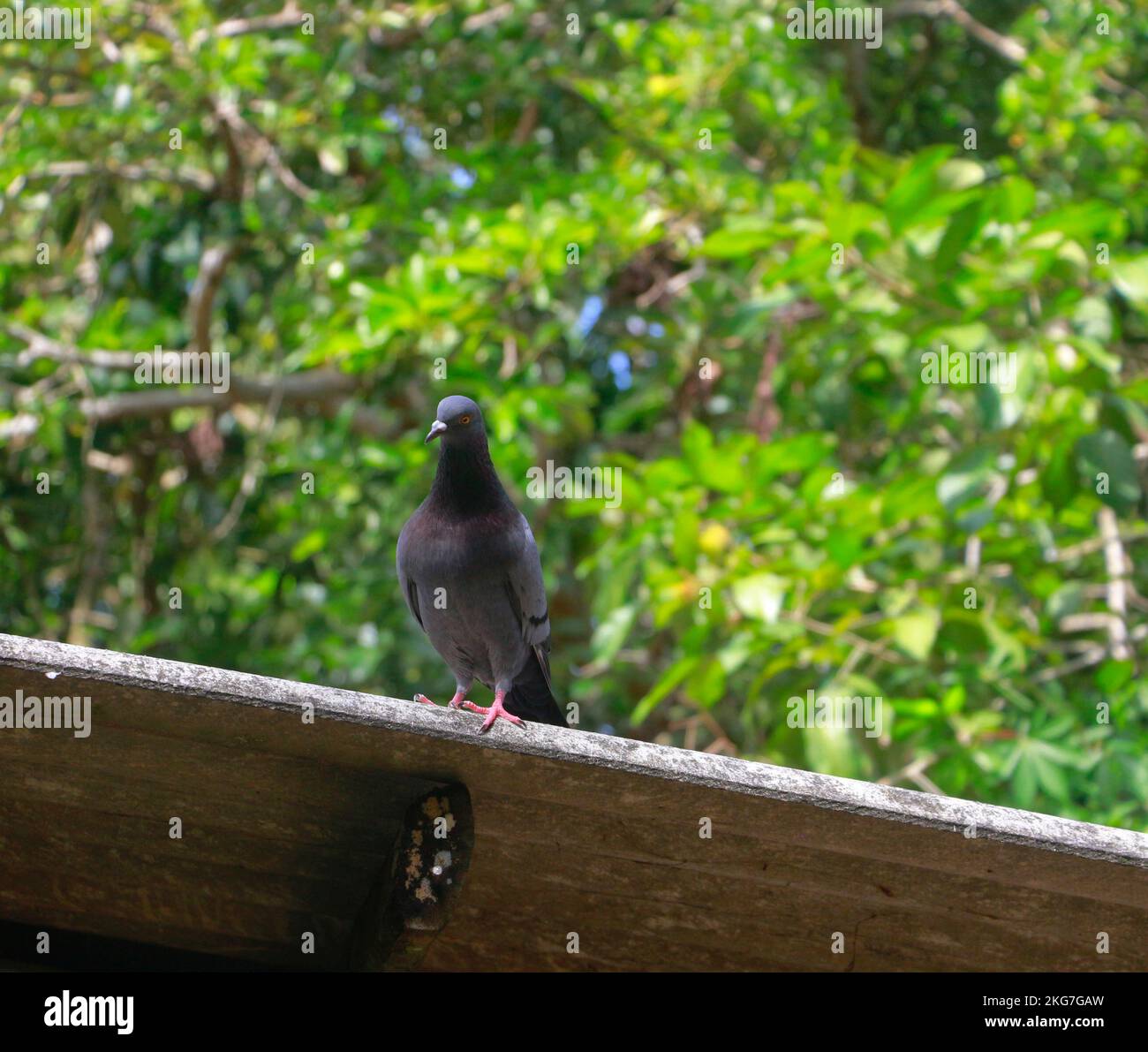 White peagon hi-res stock photography and images - Alamy