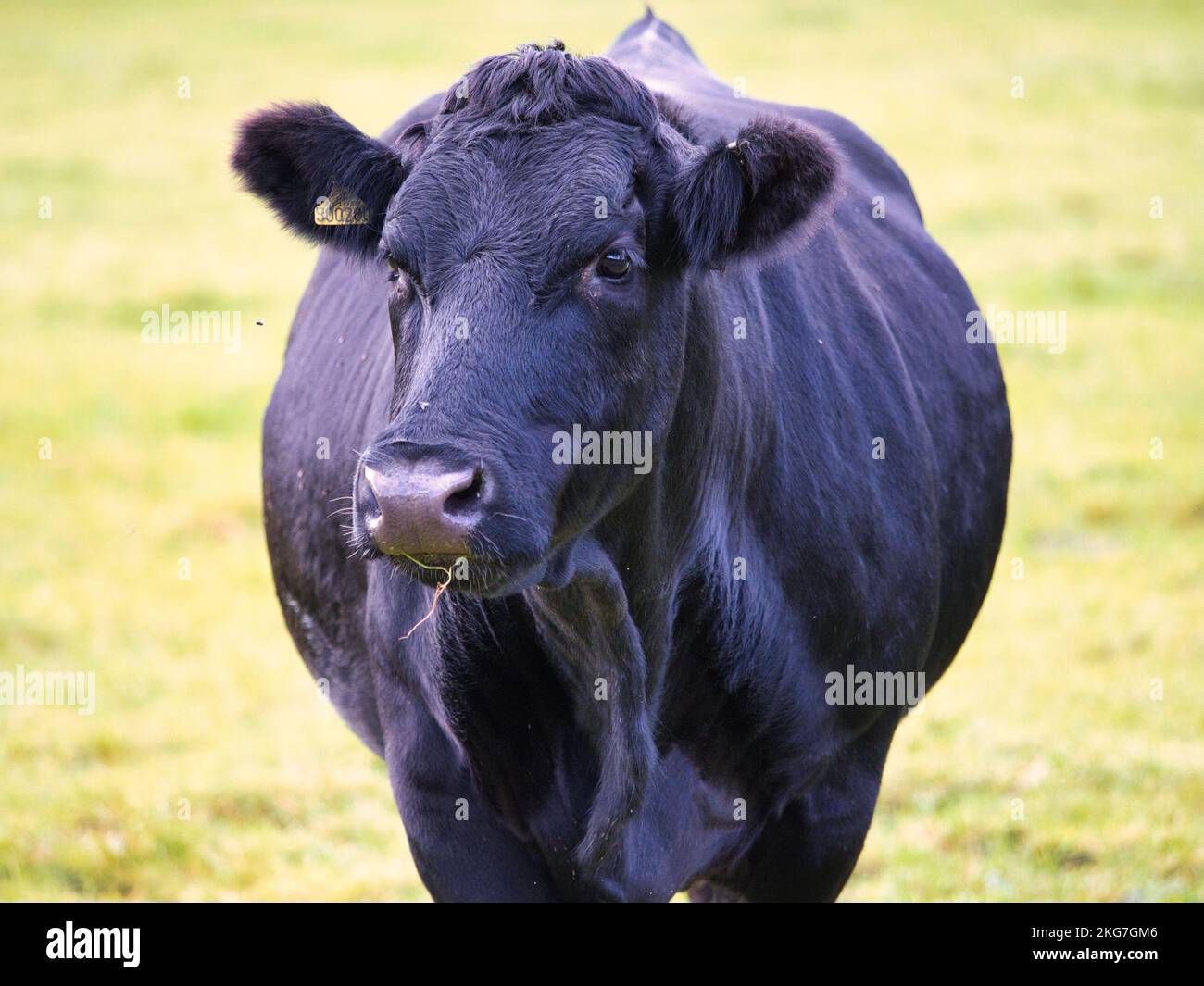 Cow Grasmere Lake District Stock Photo - Alamy