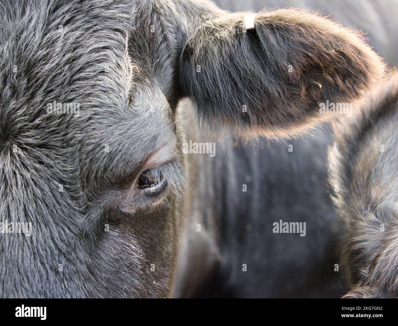 Cow Grasmere Lake District Stock Photo - Alamy