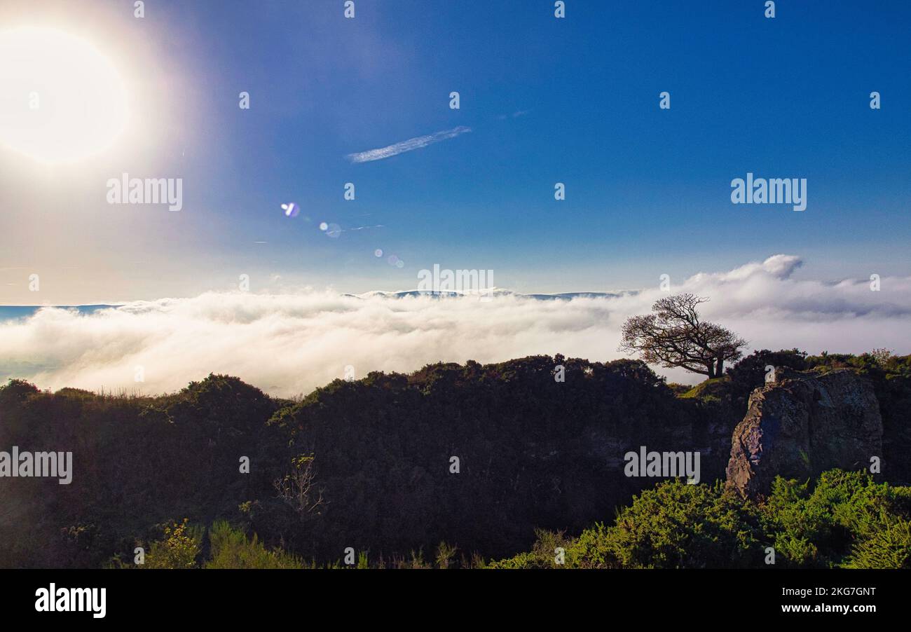 Tree Roseberry Topping Stock Photo - Alamy