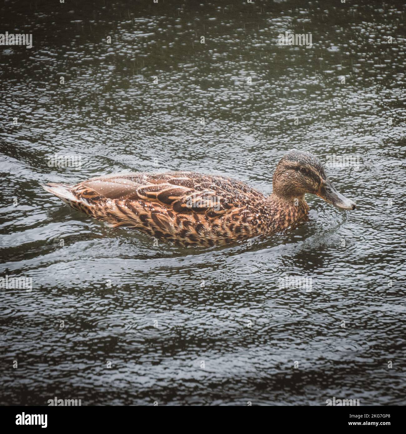 Duck Stock Spring Rain