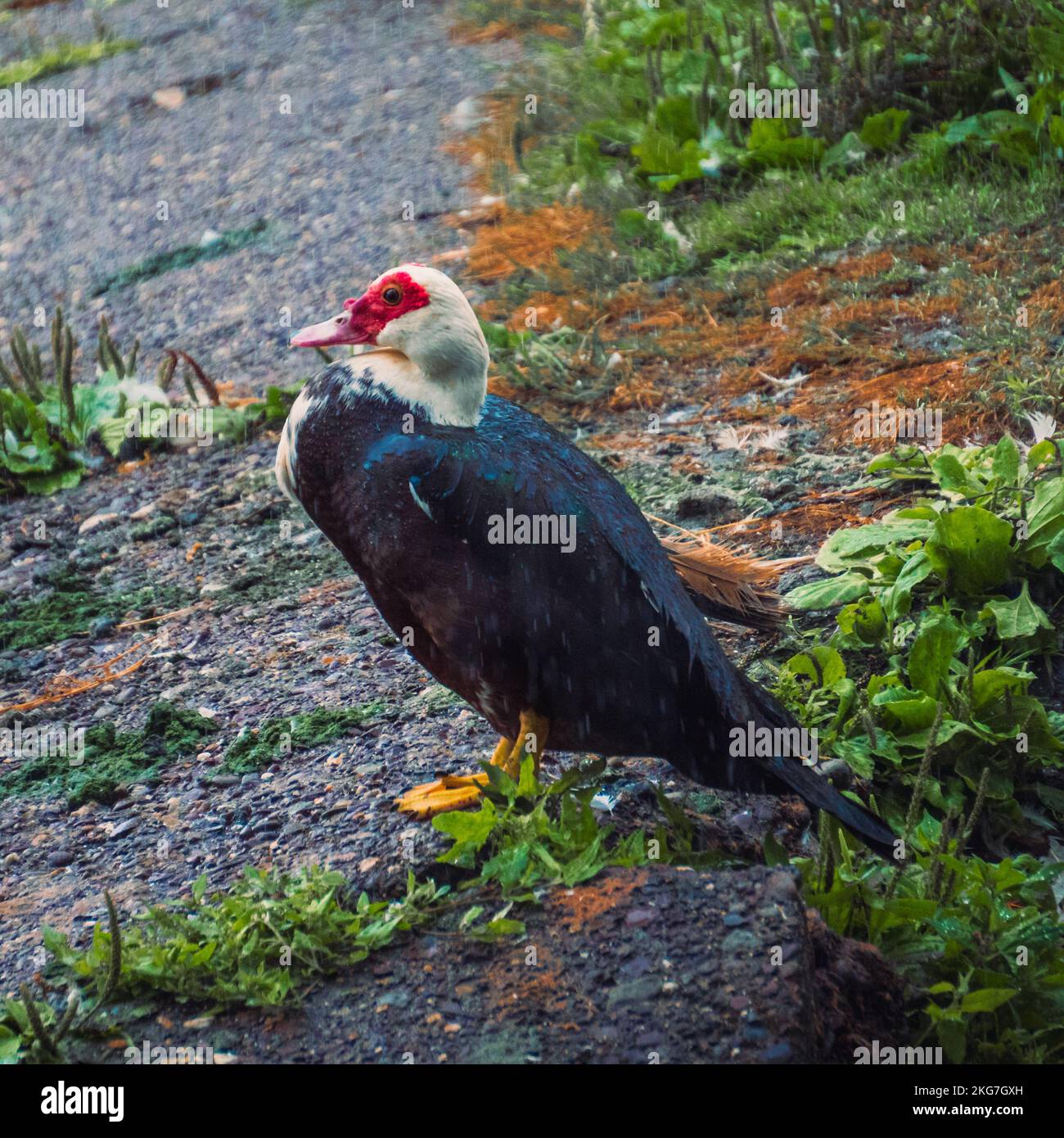 Muscovy Duck in Rain Stock Photo - Alamy
