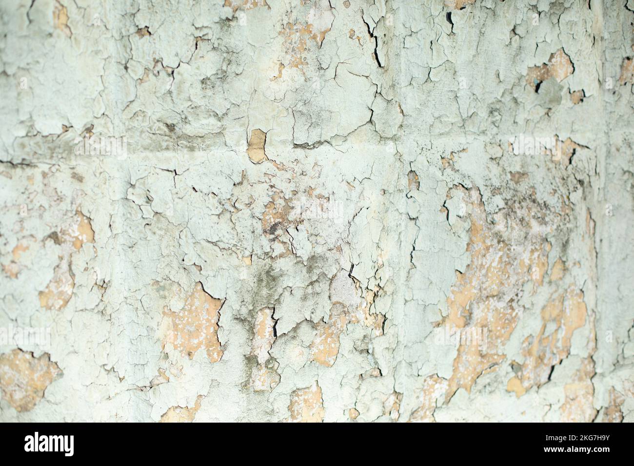 Peeling wall. Old paint. Layer of paint that has flown around. Light ...
