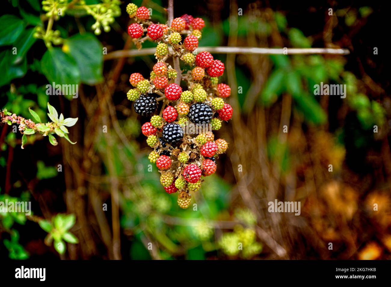 wild blackberries grow in Devon hedgerows Stock Photo - Alamy