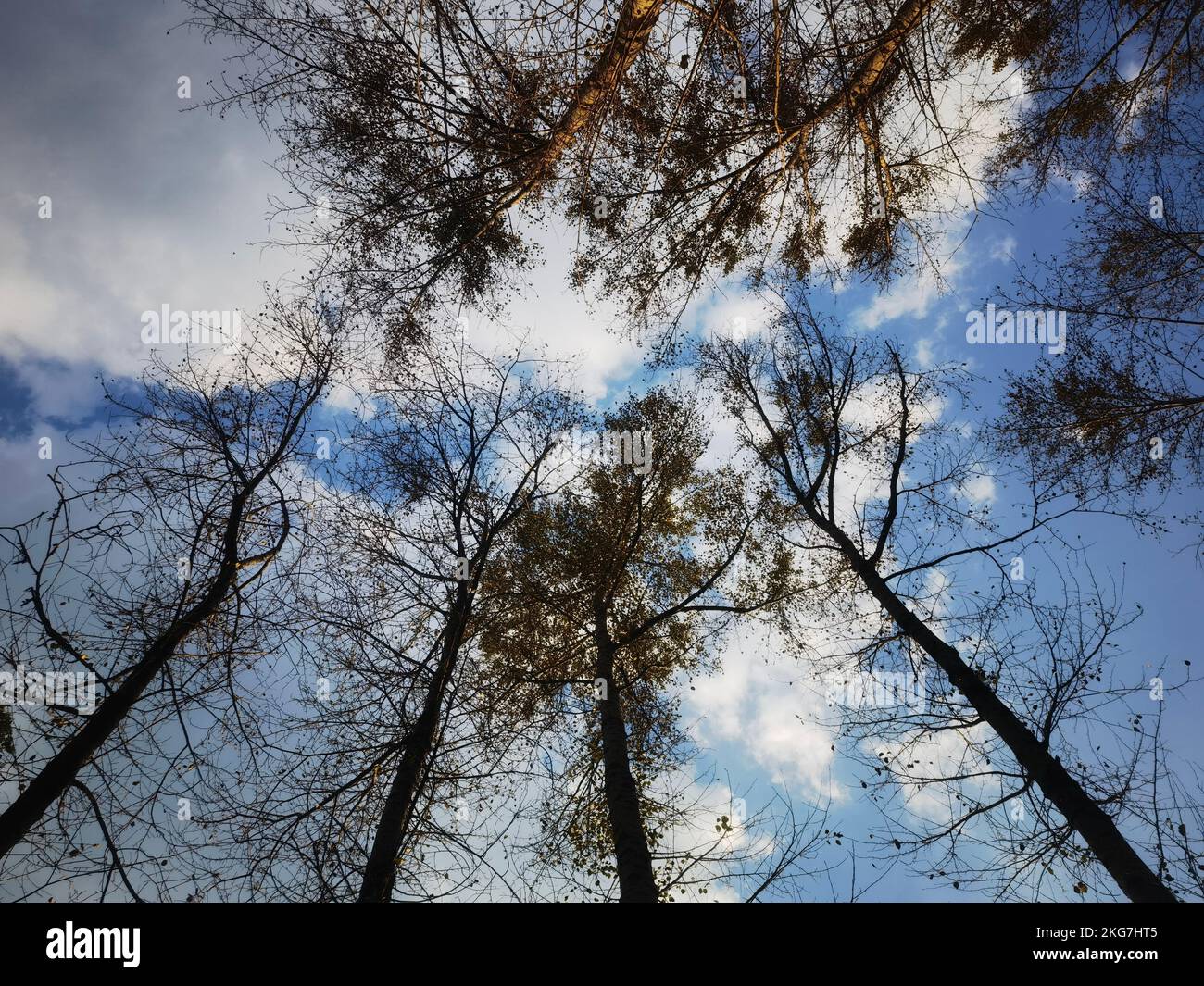 A low angle shot of trees in a forest Stock Photo - Alamy