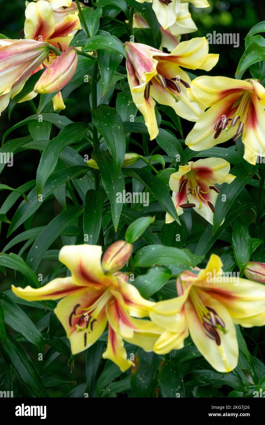 Oriental Trumpet Lilies, Lilium "Lavon", Lilium oriental, Orienpet Lily, Tree lily Stock Photo ...
