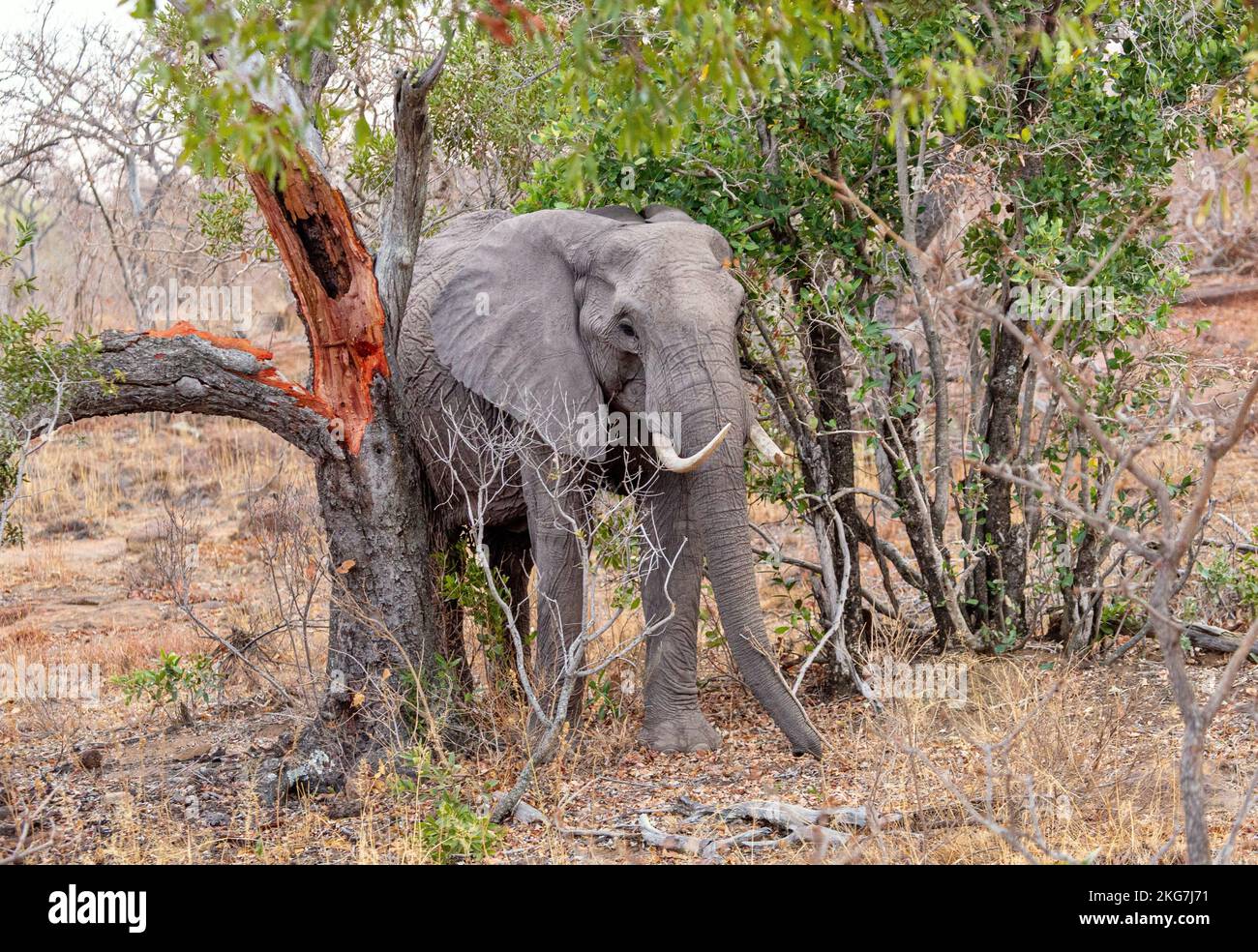 Elephant in South African Game Reserve Stock Photo - Alamy