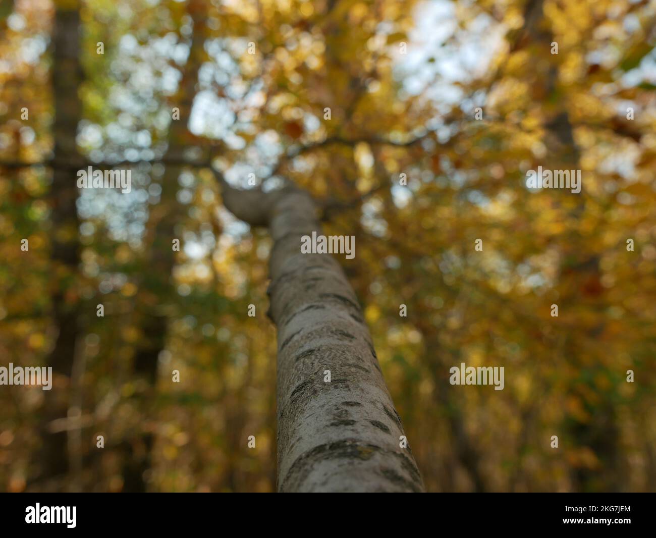 A low angle shot of a brown branch with blur autumn tree leaves in the ...