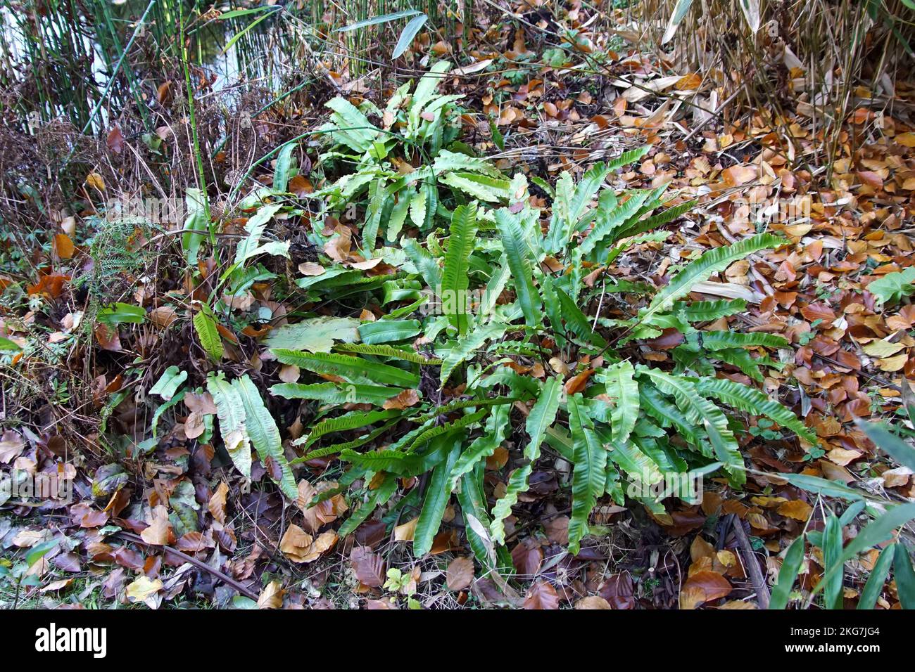 Evergreen fern hart's-tongue ferns, Asplenium scolopendrium, family ...