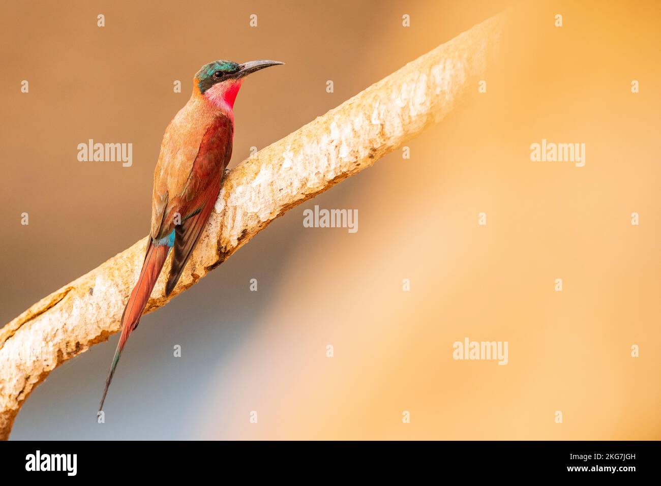 A Carmine bee-eater perched on a branch on the banks of the luangwa ...