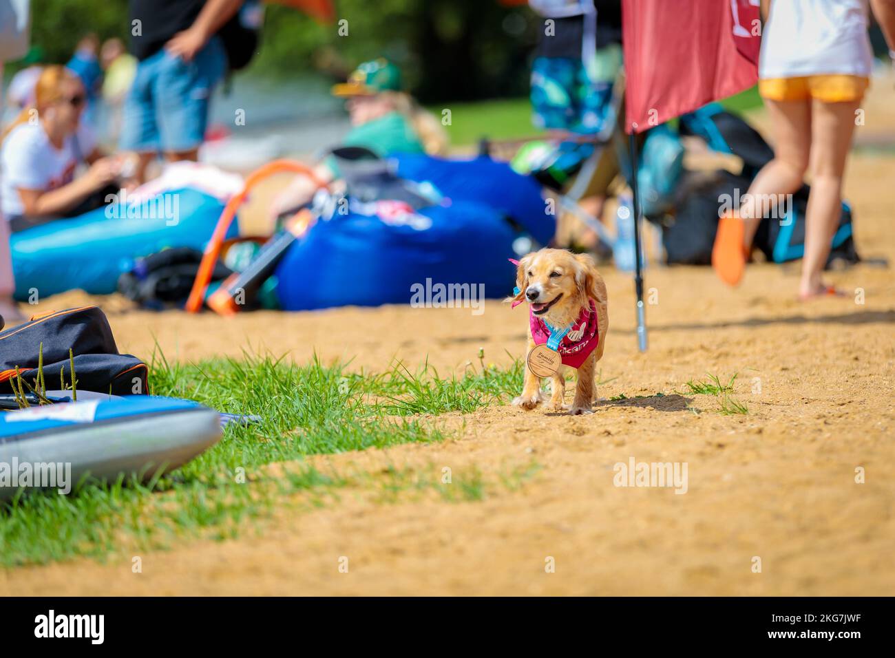 The dog was awarded a medal in rowing competitions on inflatable boards ...