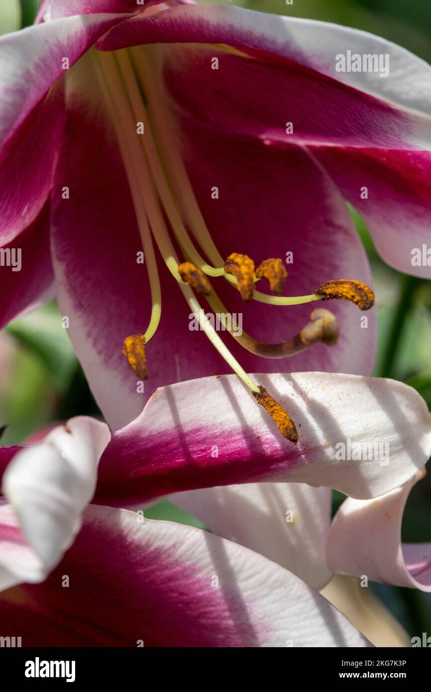 Lilium close up hi-res stock photography and images - Alamy
