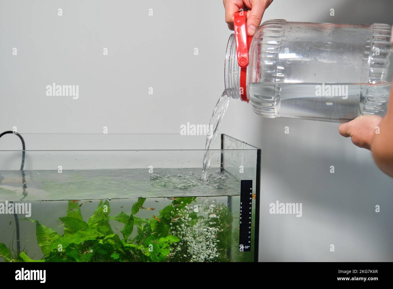 Close up of hands adding water to fill freshwater aquarium Stock Photo ...
