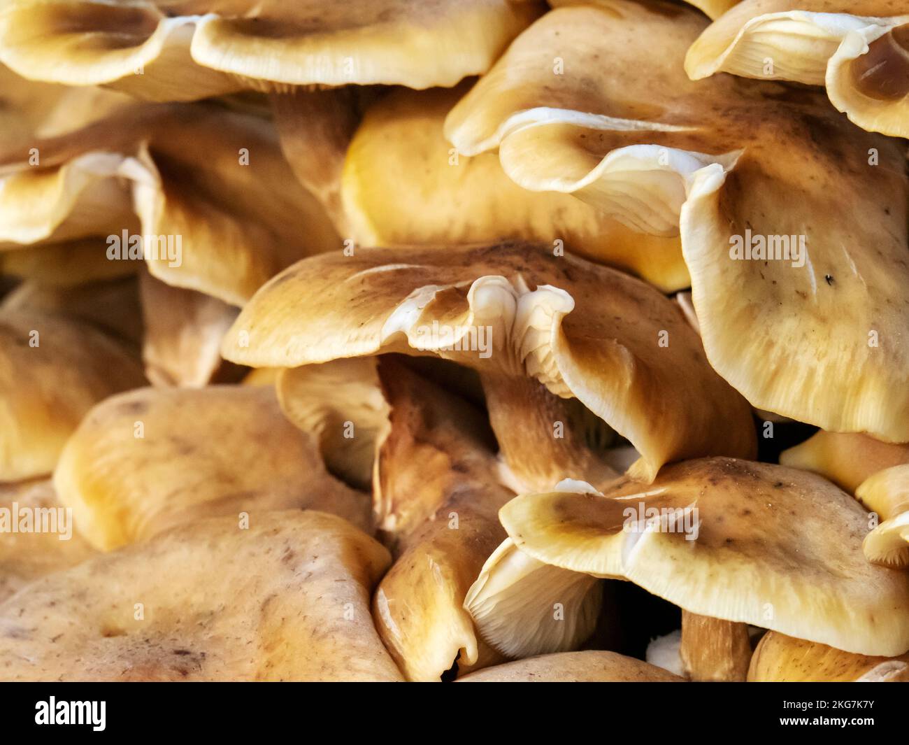 Funghi in Grange over Sands, Cumbria, UK Stock Photo - Alamy