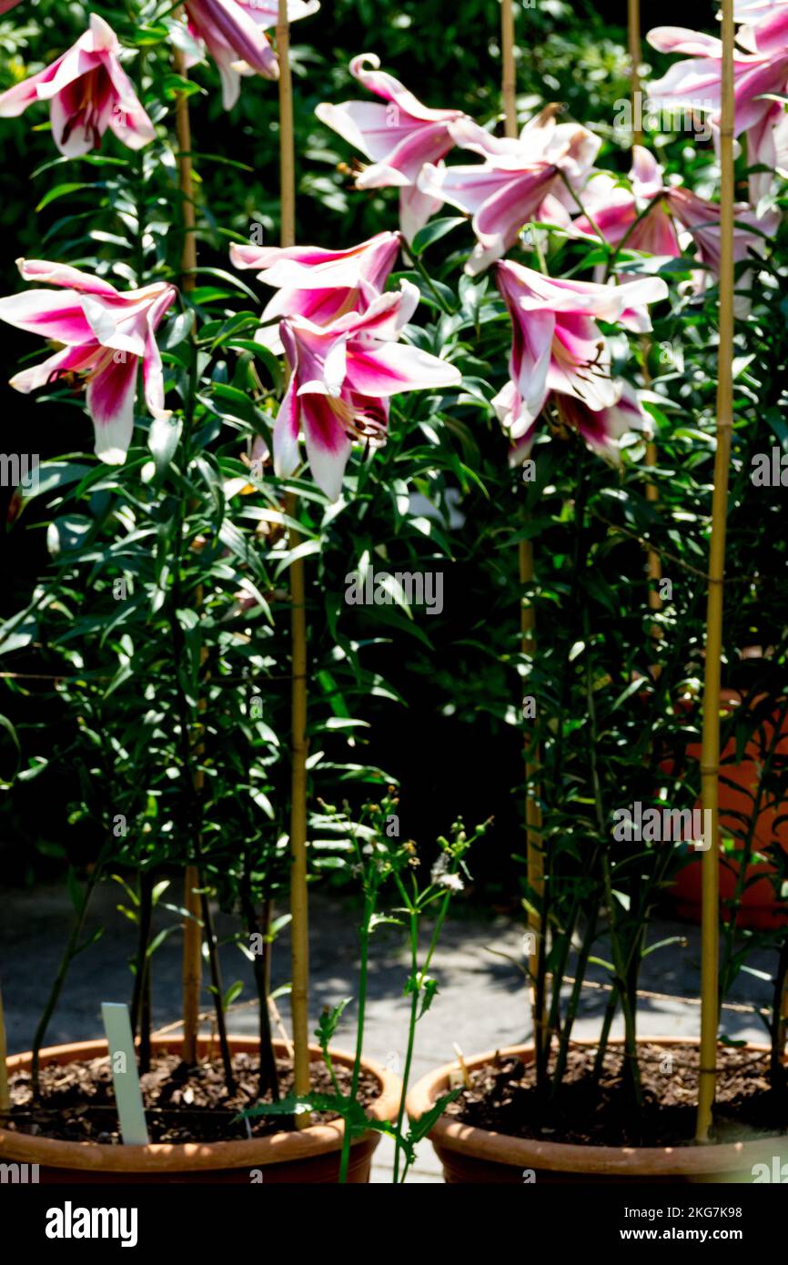 Lilium in pots, Lily, Pots, Lilies, Lilium "Friso Stock Photo - Alamy