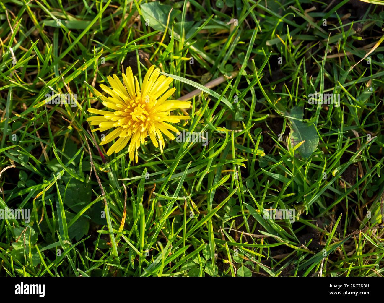 A Dandelion flowering in November in Clitheroe, Lancashire, UK, after ...