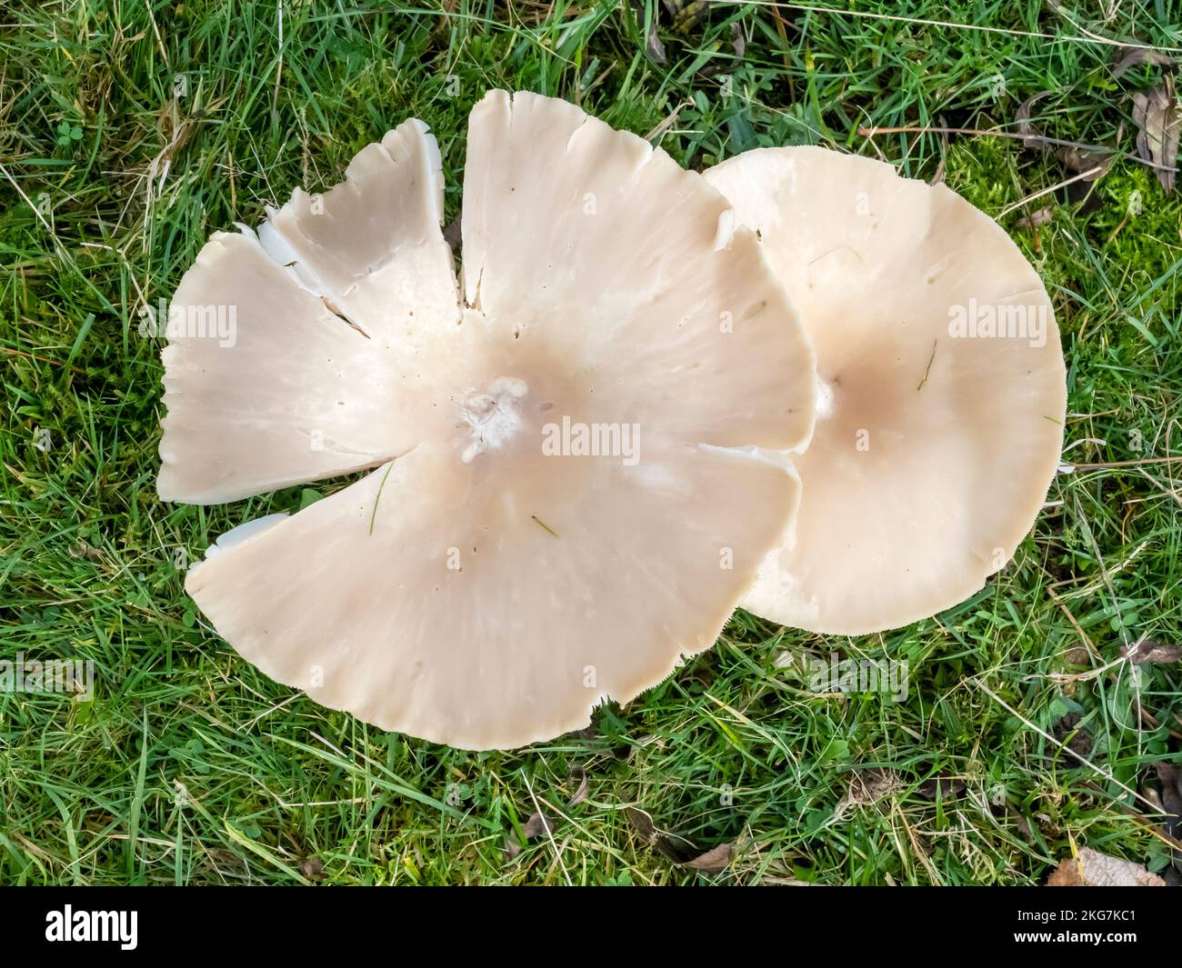 A large funghi in a field in Clitheroe, Lancashire, UK Stock Photo - Alamy