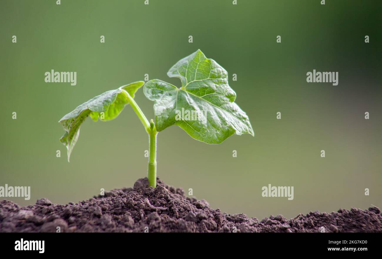 A small bean sprout. Plant germination from soil Stock Photo - Alamy