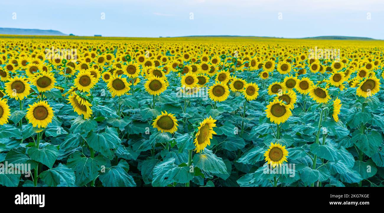 The beautiful view of the sunflower field Stock Photo - Alamy