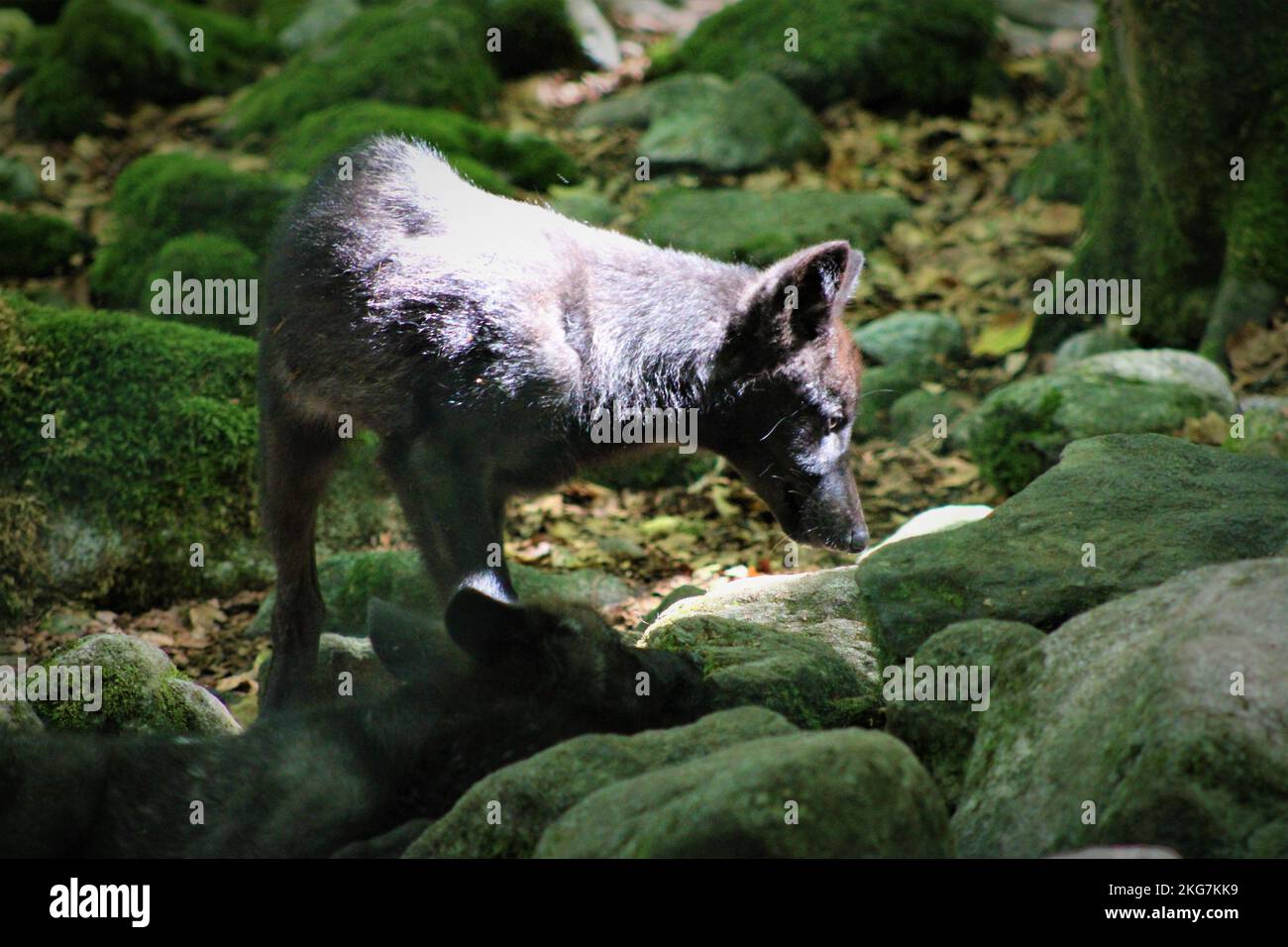 Juveniles wolves hi-res stock photography and images - Alamy
