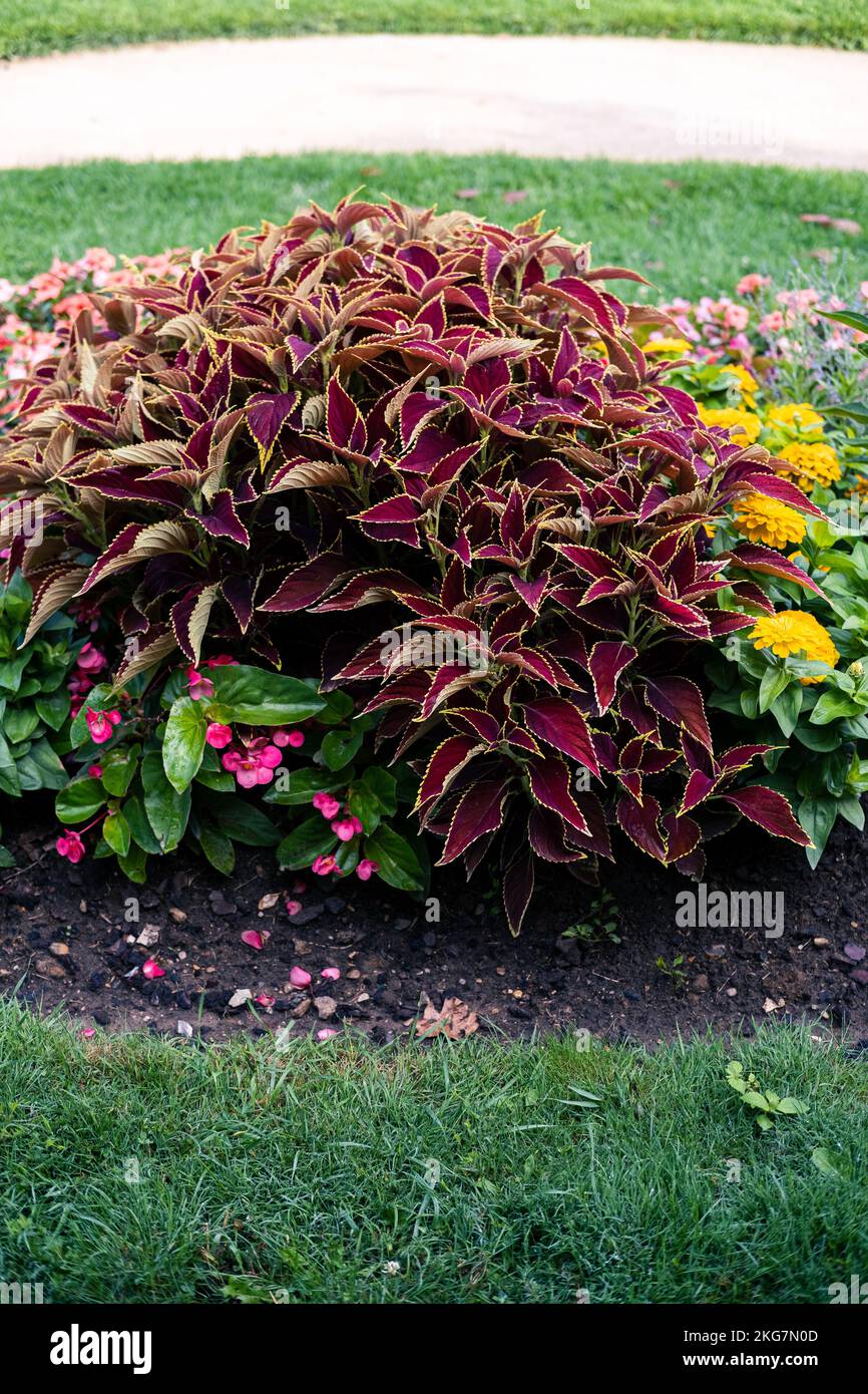 A vertical shot of beautiful Coleus plant at Garden of Plants in Paris ...