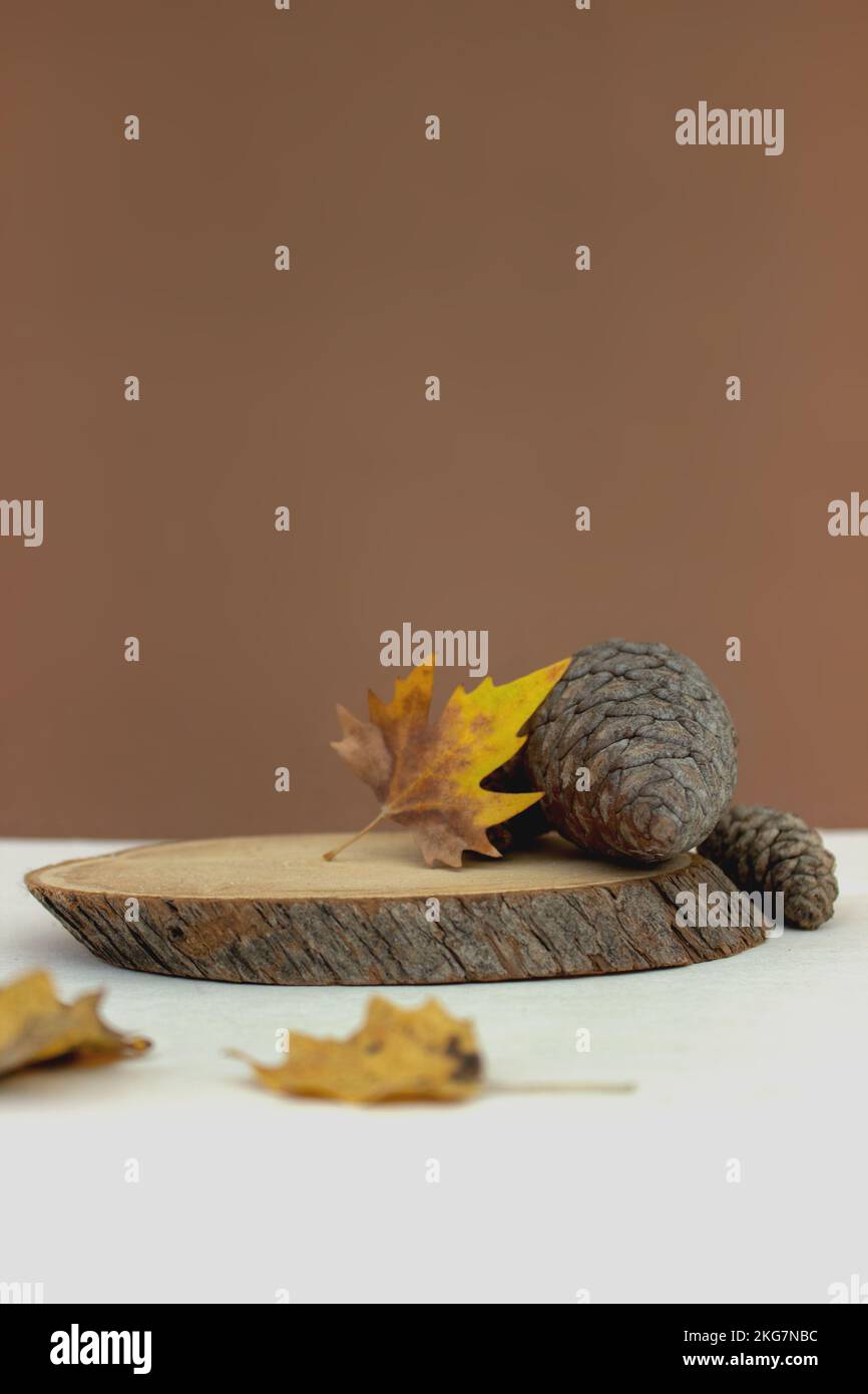 Wood podium saw cut tree on brown background with autumn pine cone ...