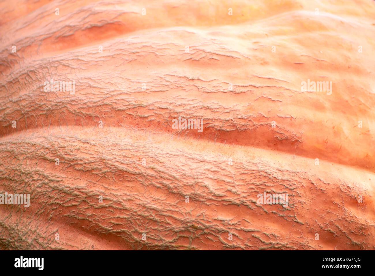 Big red pumpkin background, copy space, Orange giant pumpkin texture ...