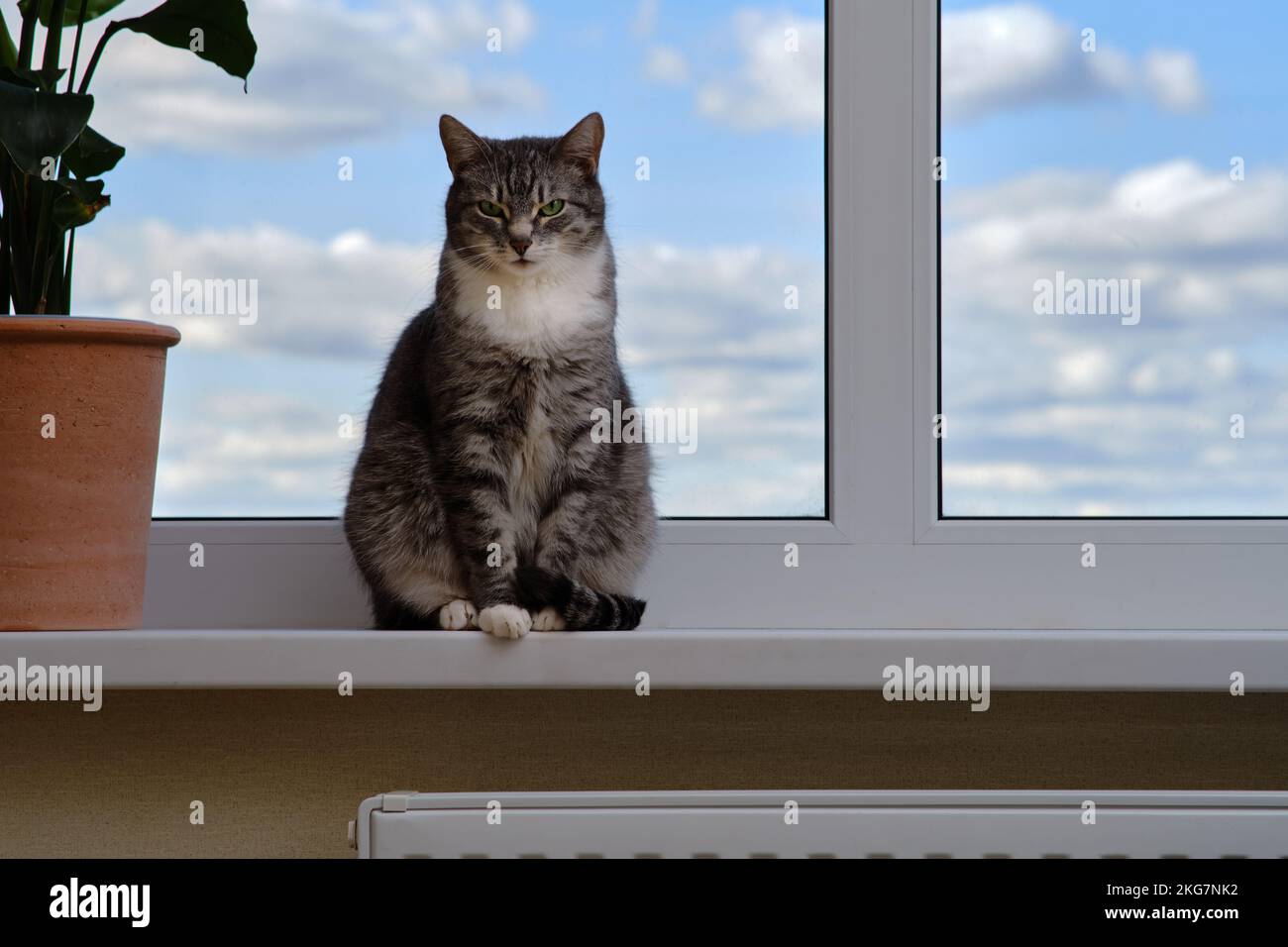 Adult gray cat near the window, pet on a white window sill indoor home ...