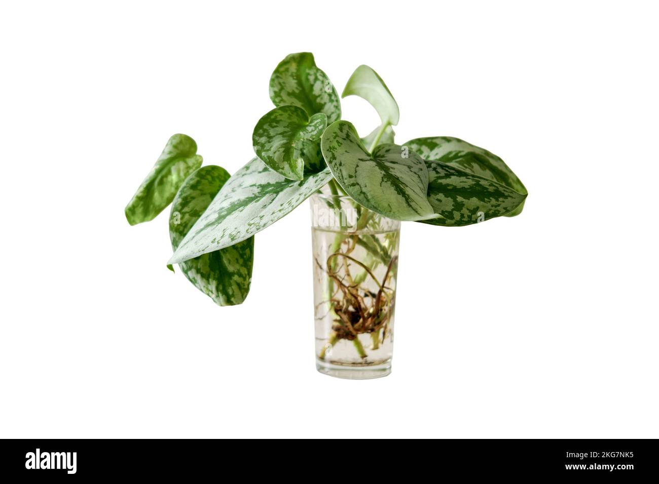 A house plant Scindapsus pictus with roots in a glass, isolated on a ...
