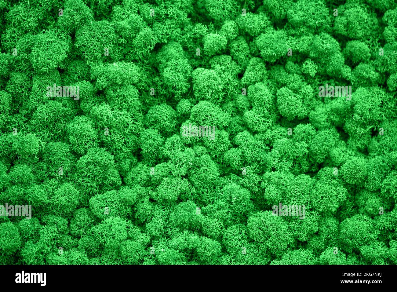 Stabilized lichen hi-res stock photography and images - Alamy