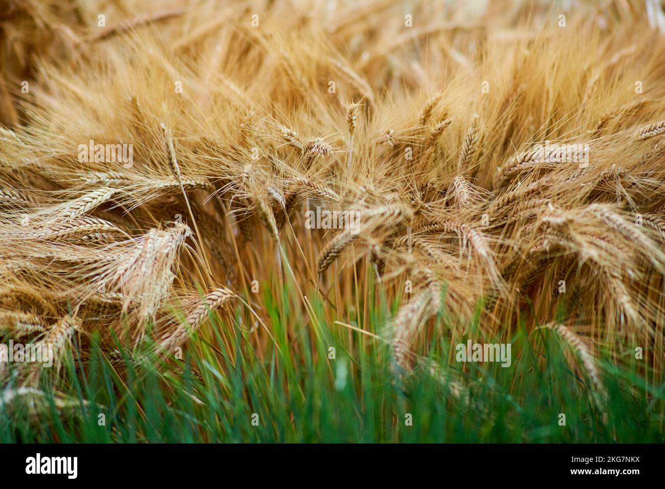 Ripe ears of wheat on dry stalks before harvesting and green sprouts of ...