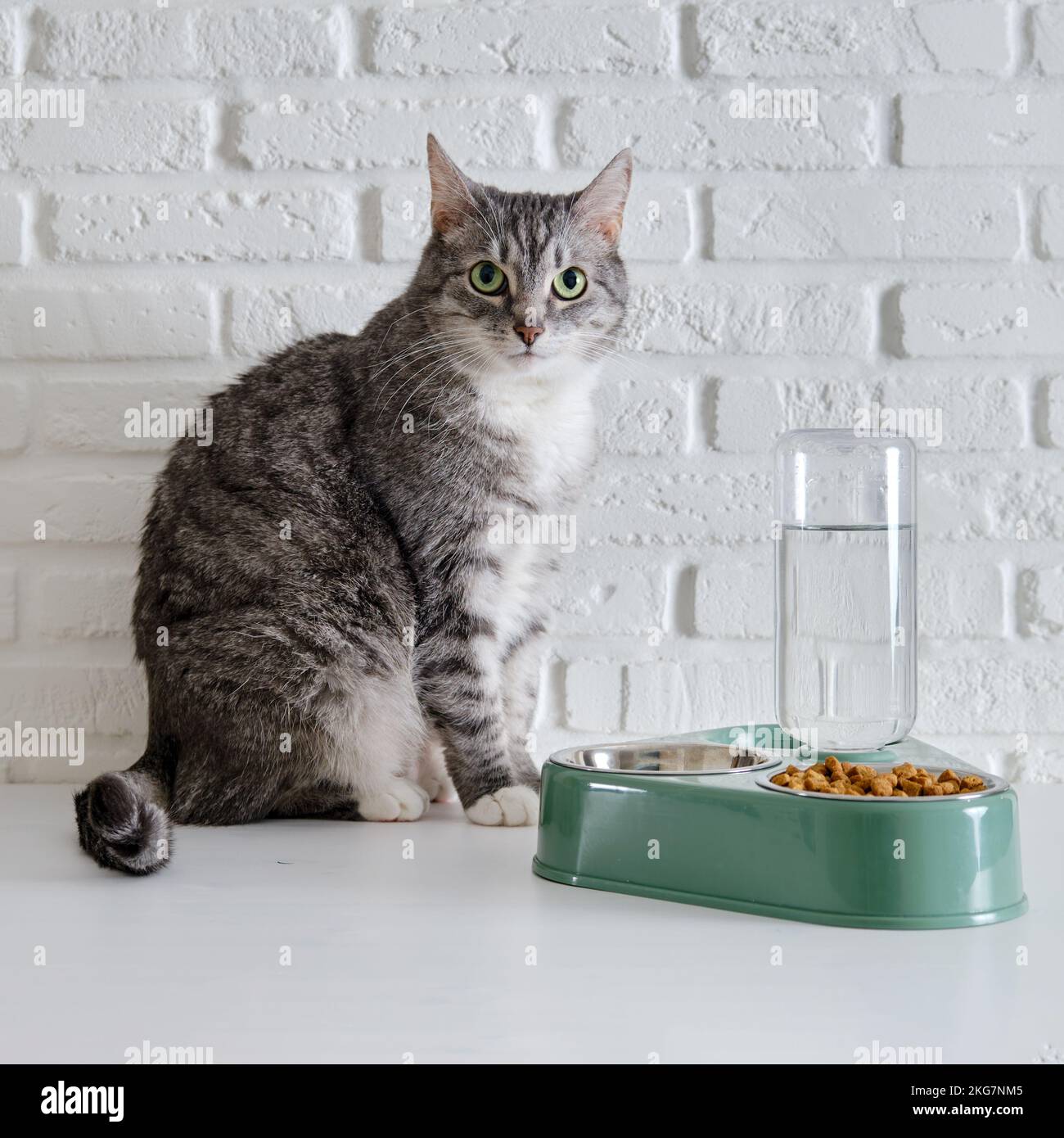 Grey senior cat eats dry food from a green bowl against a white brick ...