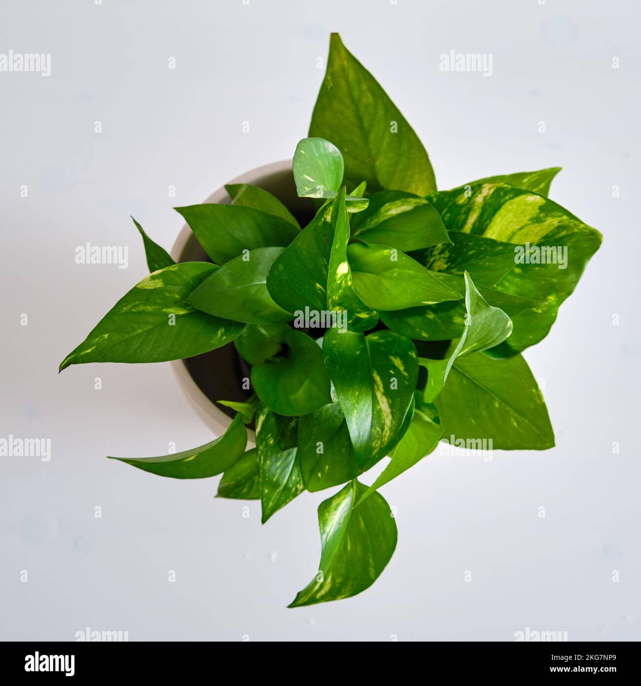 Indoor plant Epipremnum in a flower pot, top view. Home plant on white ...