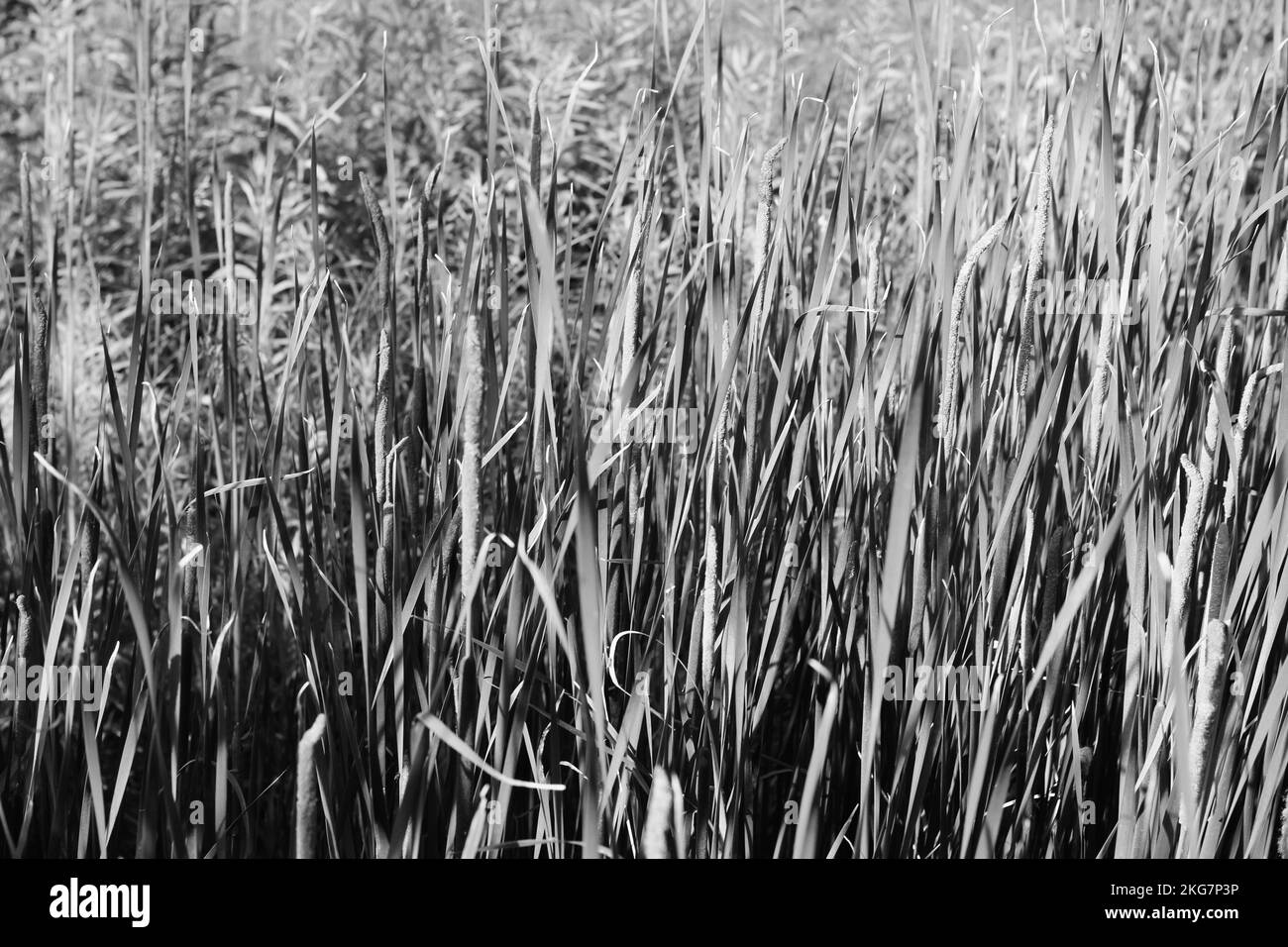 Full frame view of wild grasses, reeds, and cattails growing in the ...