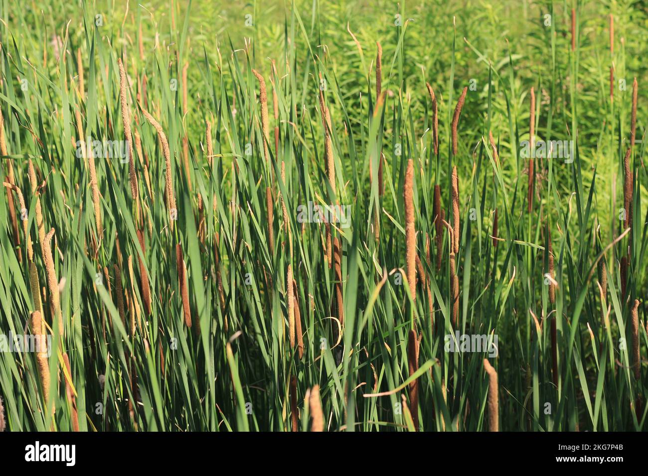 Reeds frame hi-res stock photography and images - Alamy