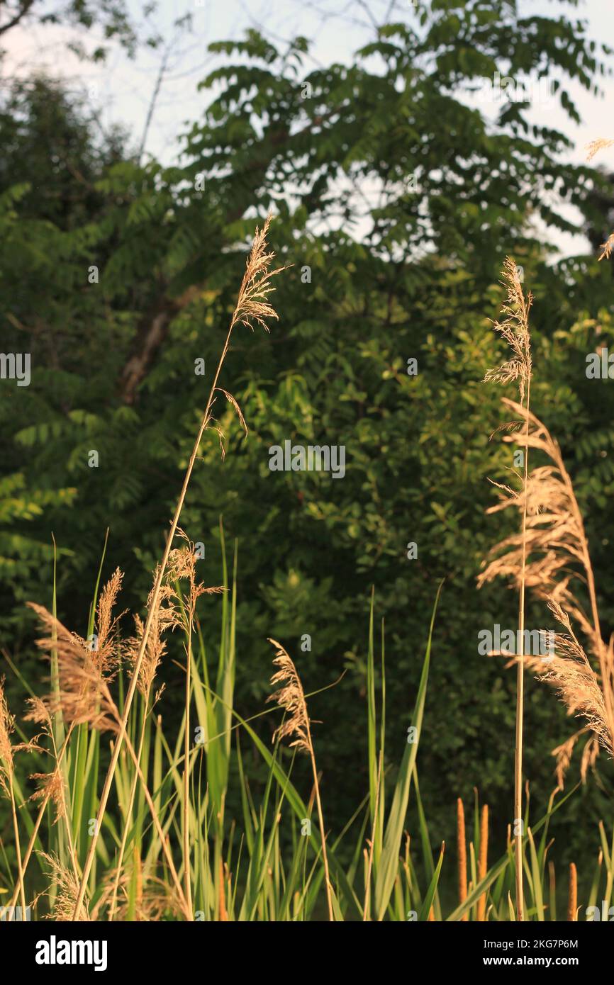 Wild reeds growing in the sunny meadow Stock Photo - Alamy