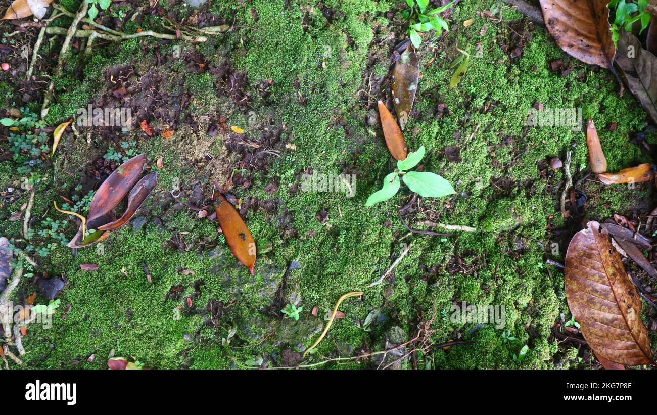 Mossy road texture with fallen leaves Stock Photo - Alamy